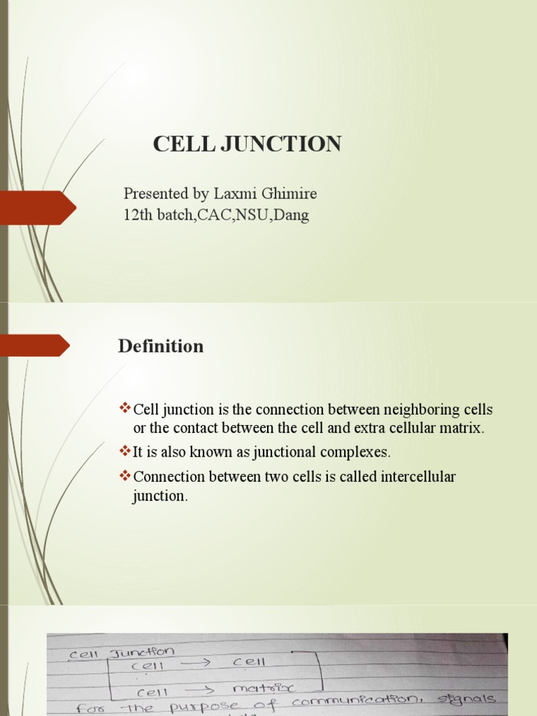 Cell Junctions | PDF | Cell Adhesion | Biochemistry