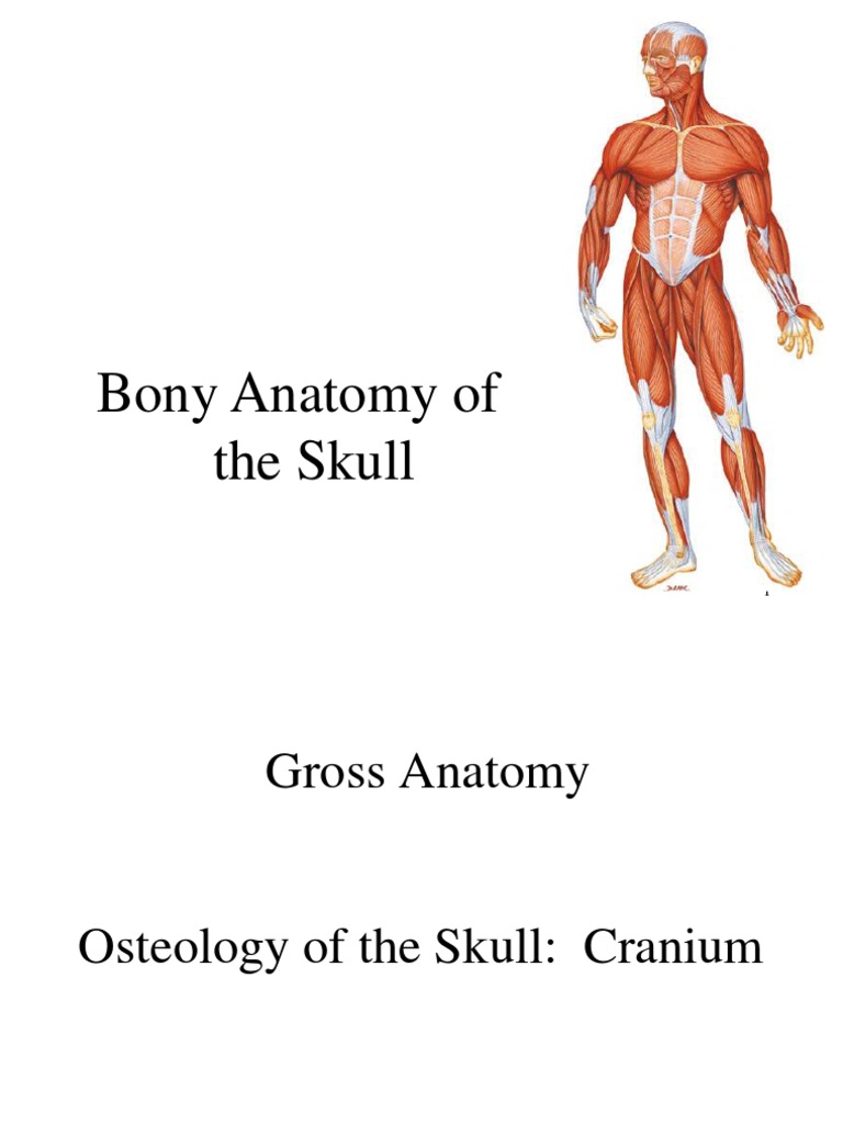 Skull Anatomy | PDF | Skull | Human Head And Neck