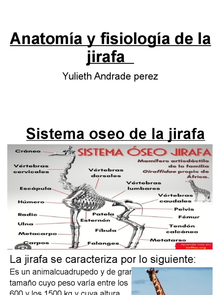 Anatomía y Fisiologia de La Jirafa | PDF