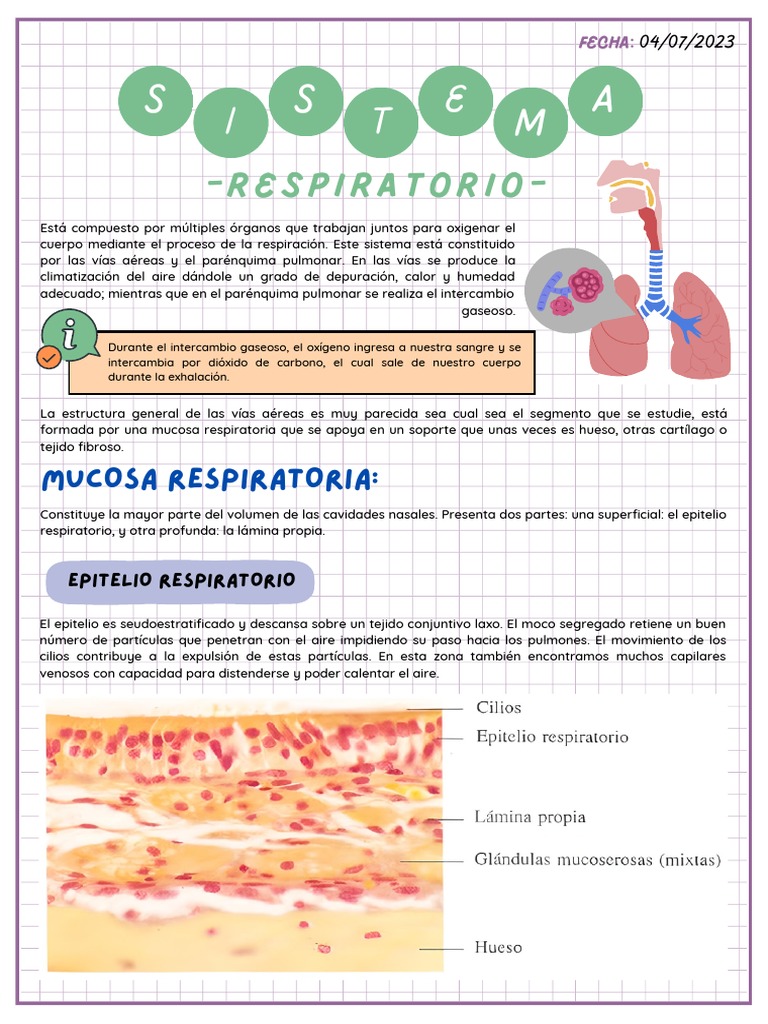 Tema 5 Sistema Respiratorio | PDF | Epitelio | Pulmón