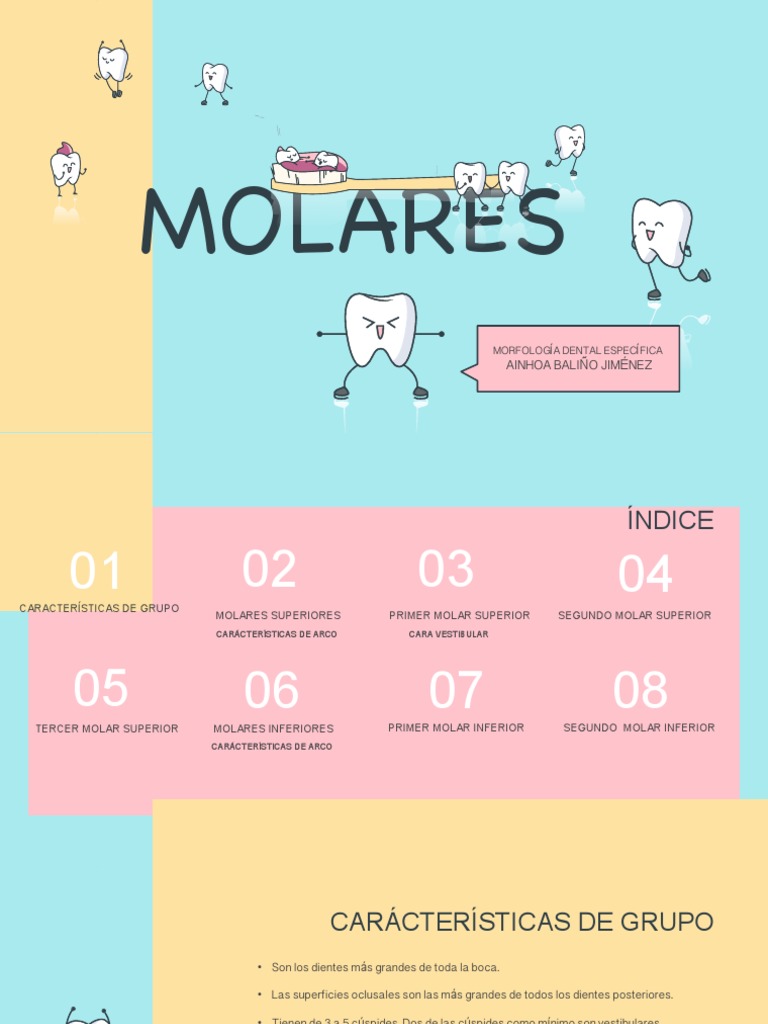 MOLARES | PDF | Diente | Anatomia dental