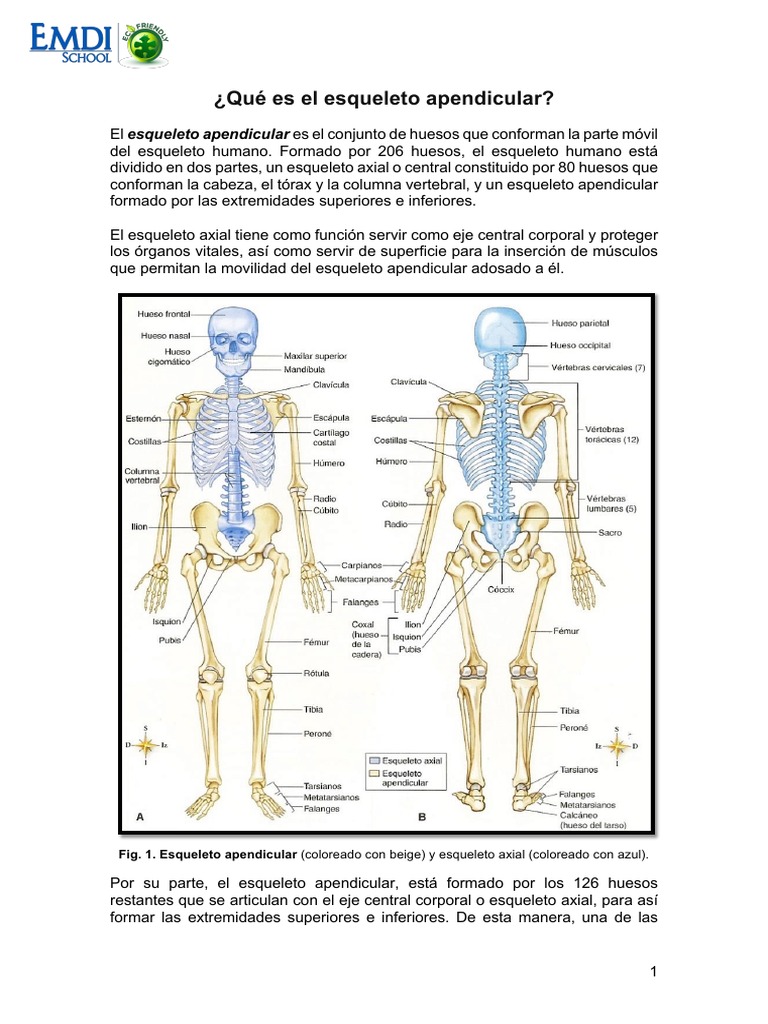 4.E Apendicular | PDF | Esqueleto | Pelvis