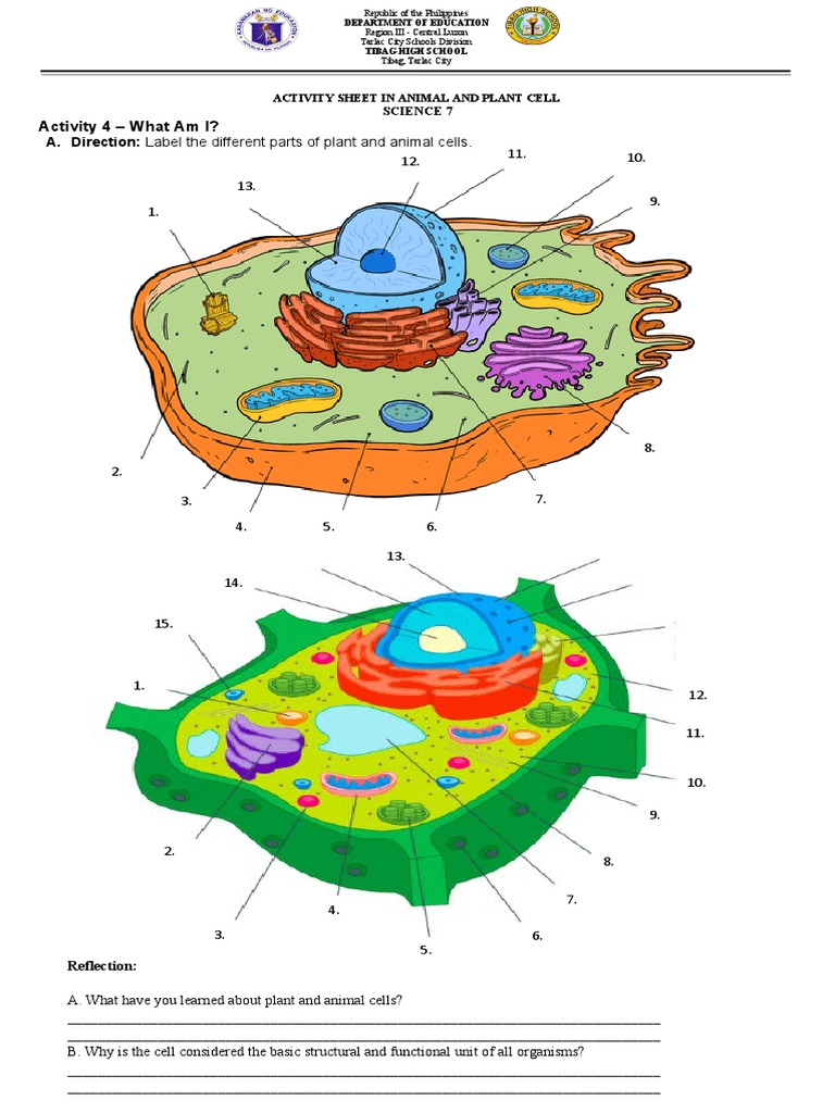 Activity Sheet in Animal and Plant Cell | PDF | Cell (Biology) | Eukaryotes