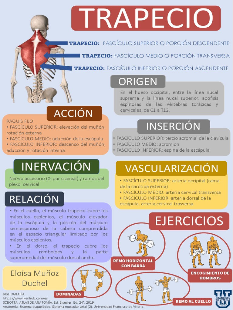 Inervación y Funciones del Trapecio | PDF | Anatomía humana | Sistema ...