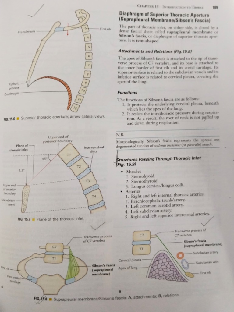 Thorax 1 | PDF | Atrium (Heart) | Thorax