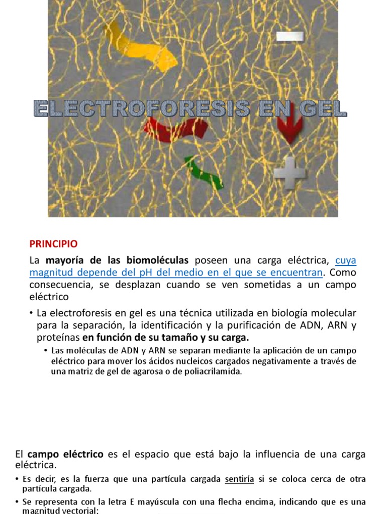 Electroforesis en Gel de Agarosa 1 | PDF | Electroforesis | Electricidad