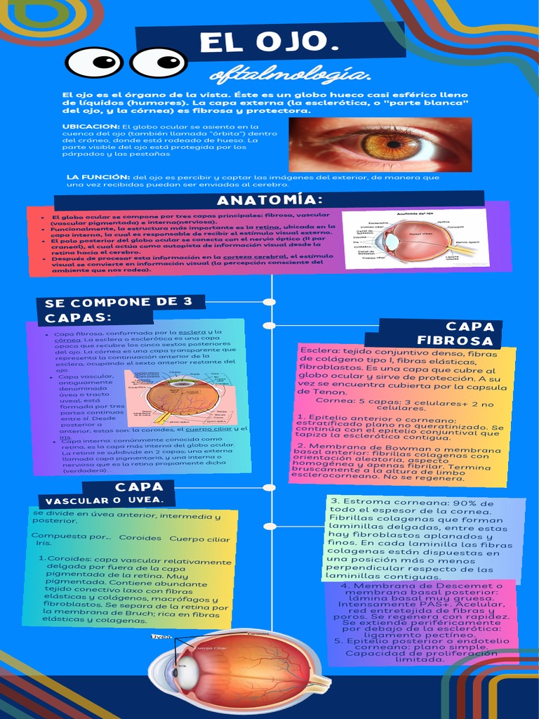 Anatomía y Fisiología Del Globo Ocular. | PDF | Percepción visual | Ojo Anatomía y Fisiología Del Globo Ocular. | PDF | Percepción visual | Ojo