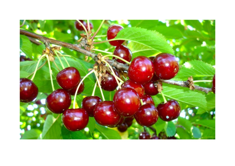 Visine in Copac | PDF