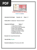 Recetario Herbolario | PDF | Té | Albahaca