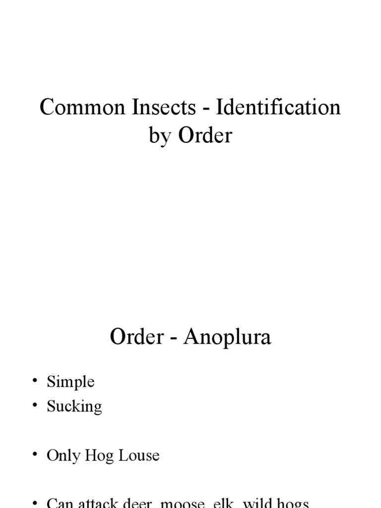 Identification | PDF | Insects | Beetle