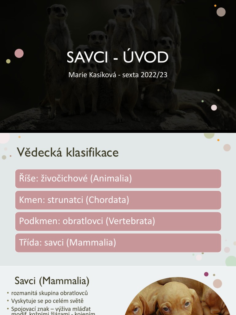 Savci Fin | PDF
