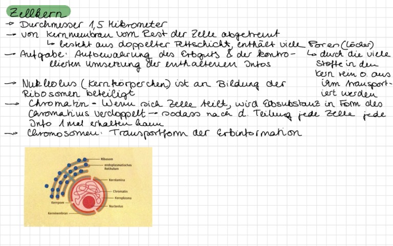 Organisationsebenen Des Lebendigen | PDF