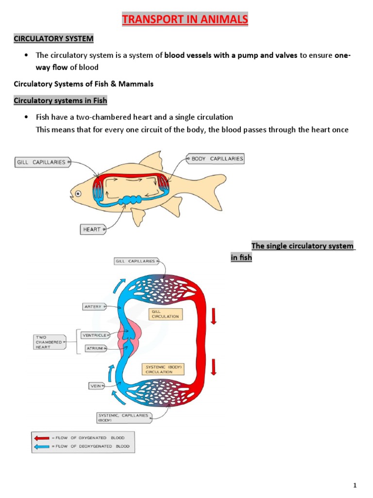 Transport in Animals | Download Free PDF | Heart | Heart Valve