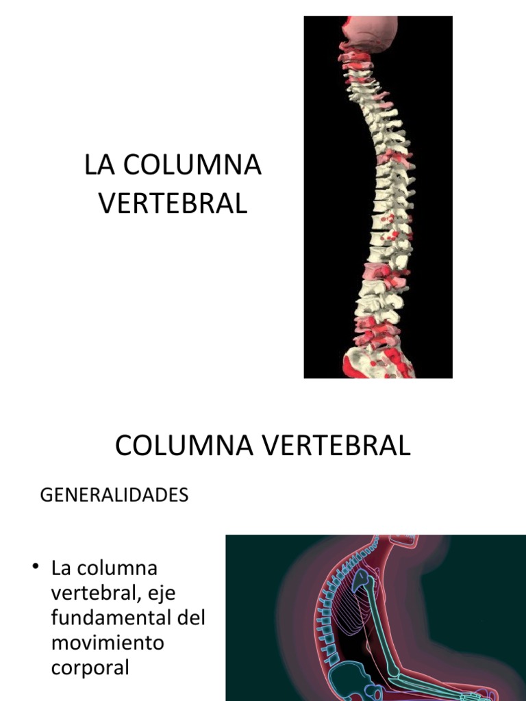 PPT Sesión 03 - La Columna Vertebral | PDF | La columna vertebral ...