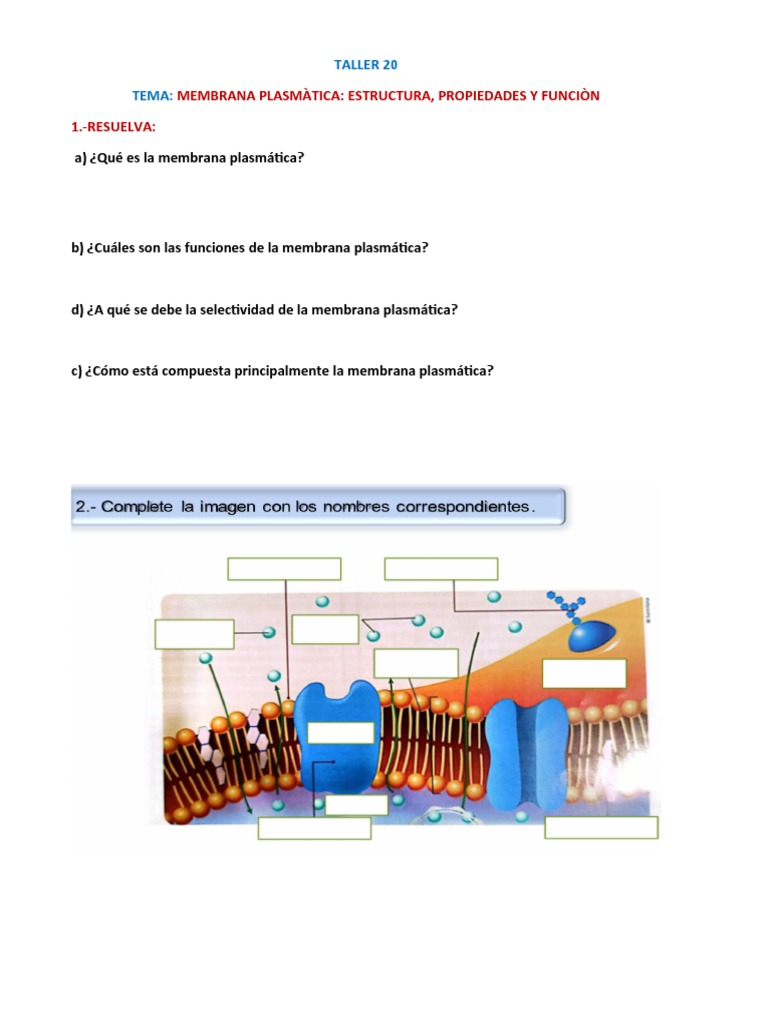 Estructura y Función de la Membrana Plasmática | PDF
