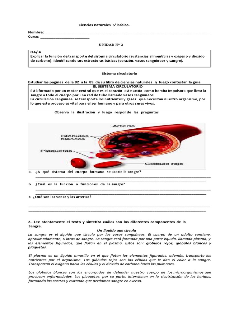 Guia Sistema Circulatorio | PDF | Sangre | Sistema circulatorio