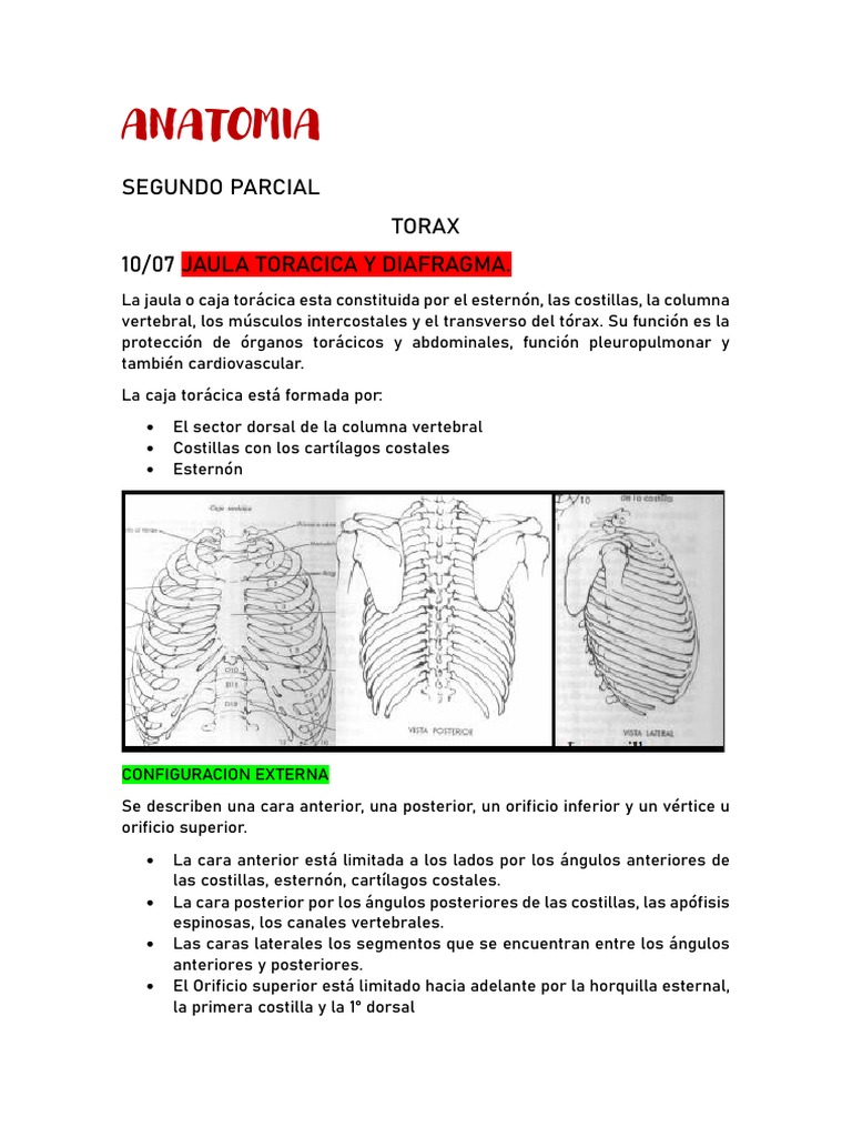 Anatomia Segundo Parcial | PDF | Tórax | Hígado