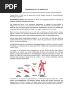Músculos Del Torso | PDF | Sistema musculoesquelético | Anatomía humana