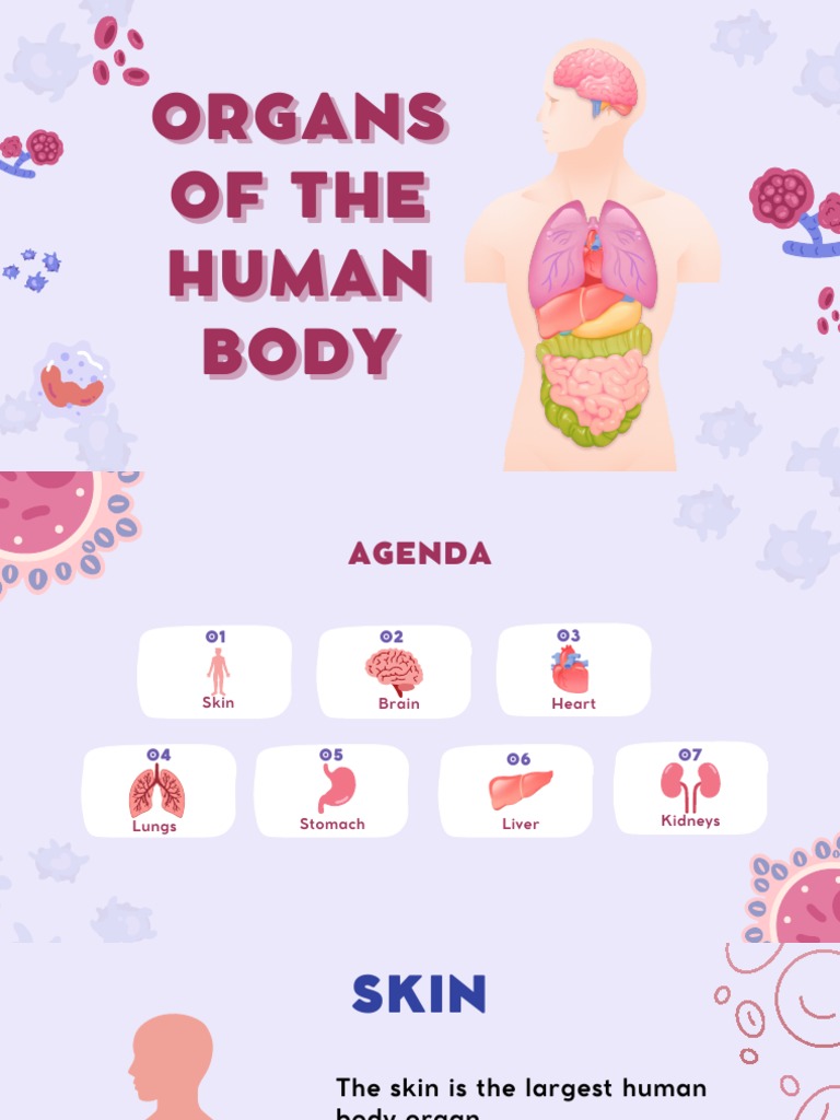 Organs of The Human Body | PDF