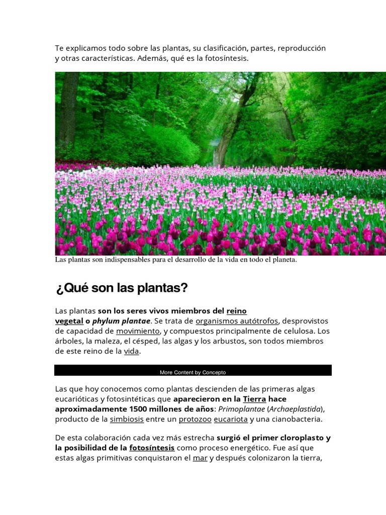 Todo sobre las plantas y su clasificación | PDF | Plantas | Tallo de la ...