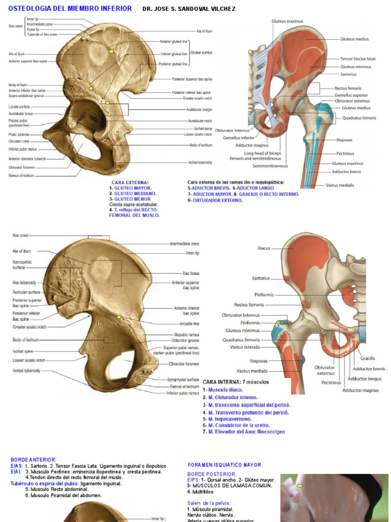 CLASE 1. Osteologia M.I. - Region Glutea | PDF | Anatomía del miembro ...