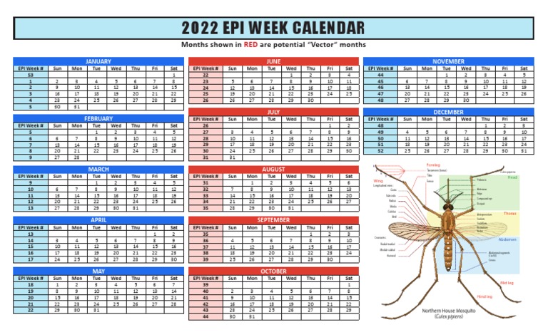 2025 EPI Week Calendar Overview | PDF | Animal Anatomy | Arthropodology