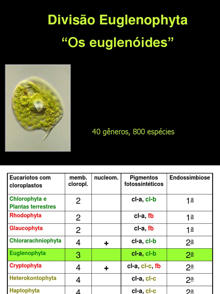 EUGLENOPHYTA | PDF | Eucariotas | Biologia Celular