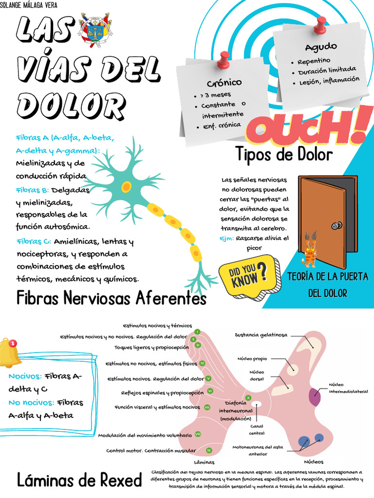 Vías del Dolor y su Fisiología | PDF | Dolor | Neuroanatomía
