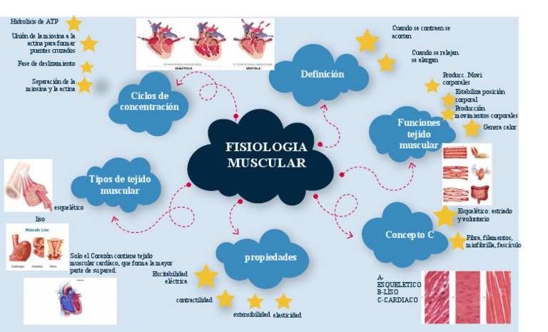 Mapa Mental Musculo | PDF | Músculo esquelético | Órgano (anatomía)