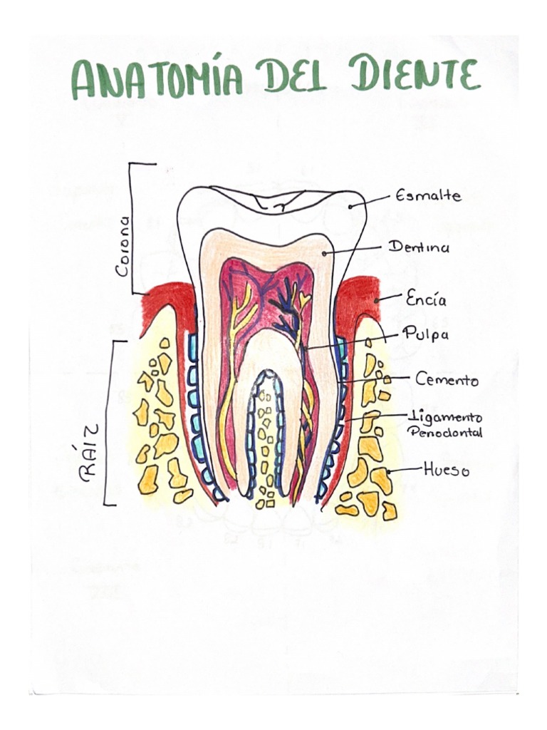 Anatomía Dental | PDF