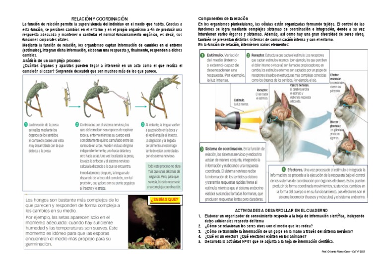 RESUMEN DE INFORMACION CIENTIFICA - FUNCION DE RELACION Y COORDINACION ...