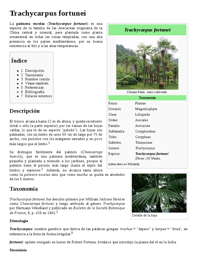Trachycarpus Fortunei | PDF | Organismos | Arboles