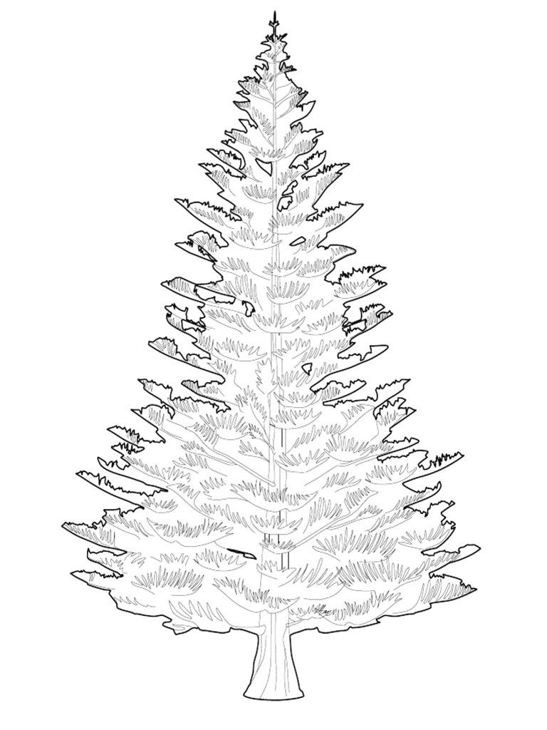 Free DWG Pine Tree Straight From The Forest Cad Blocks 120 ...