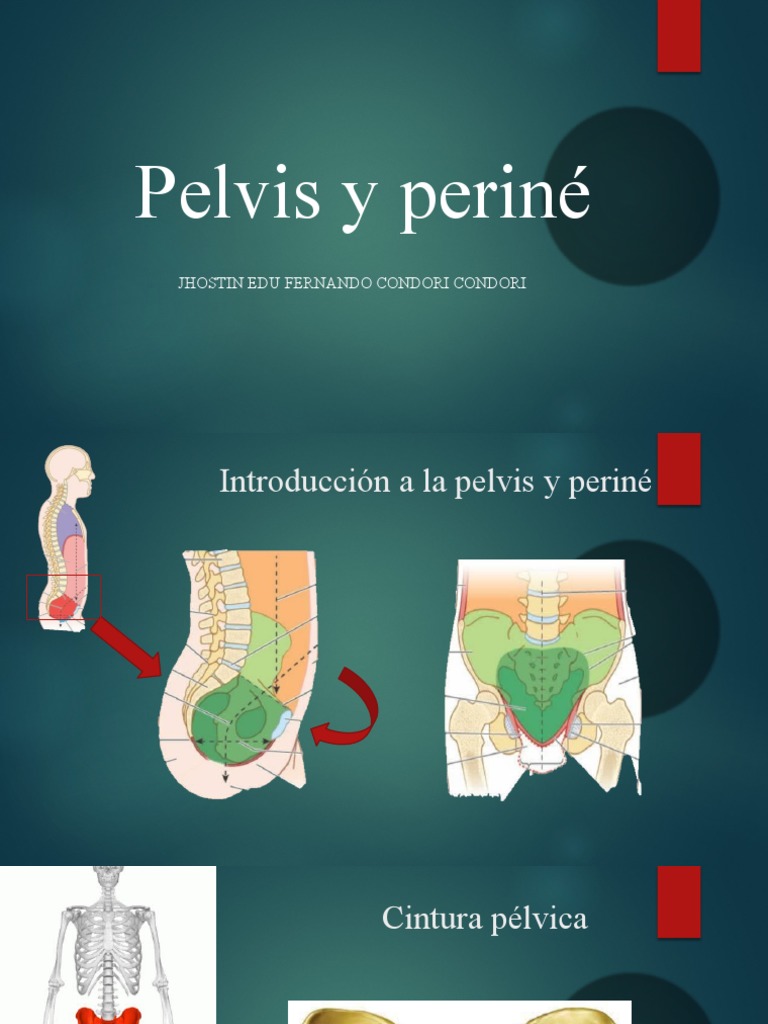 Pelvis y Periné | PDF