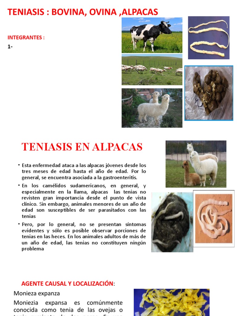 Teniasis 0.1 | PDF | Heces | Parasitismo