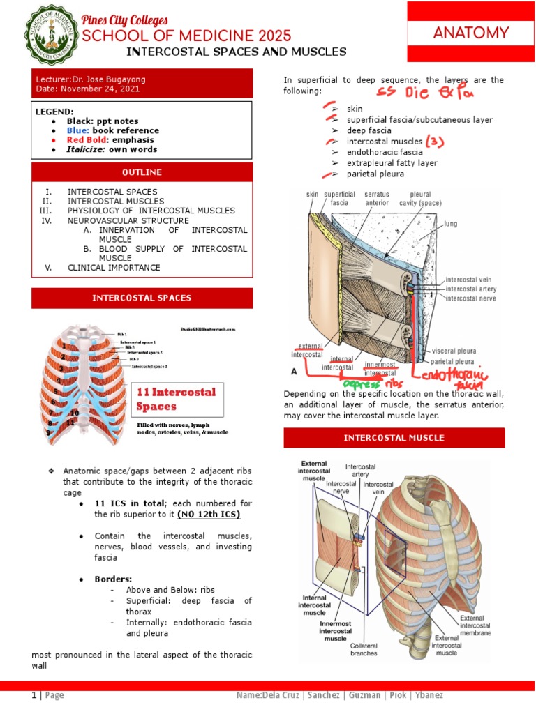 3.3 The Intercostal Spaces and Muscle | PDF | Abdomen | Thorax