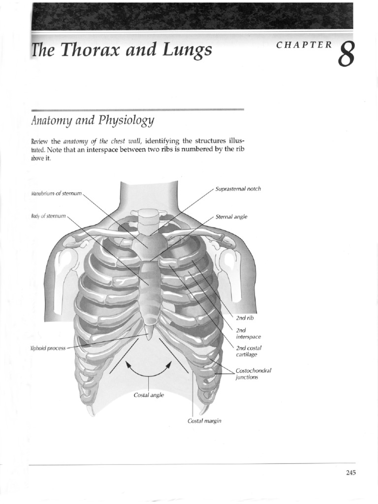 Surface Anatomy - Thorax and Lungs | PDF