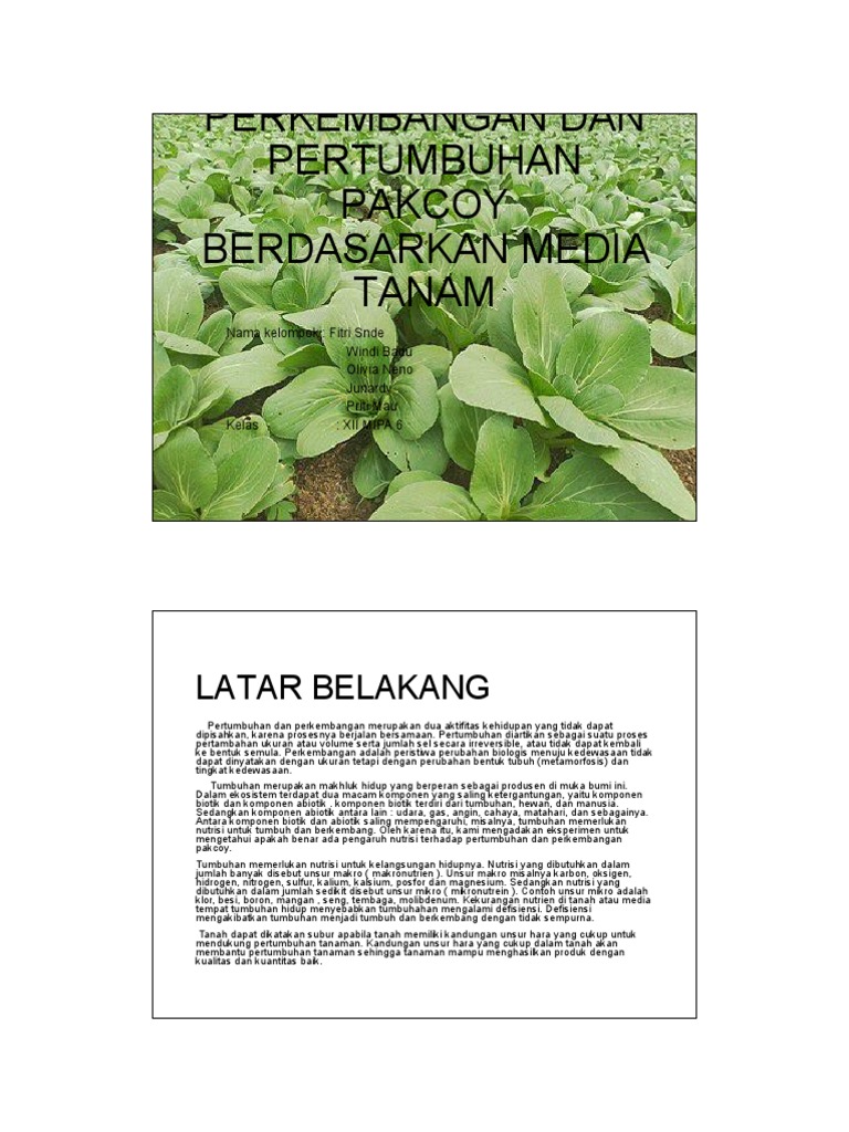 Perkembangan Pakcoy | PDF
