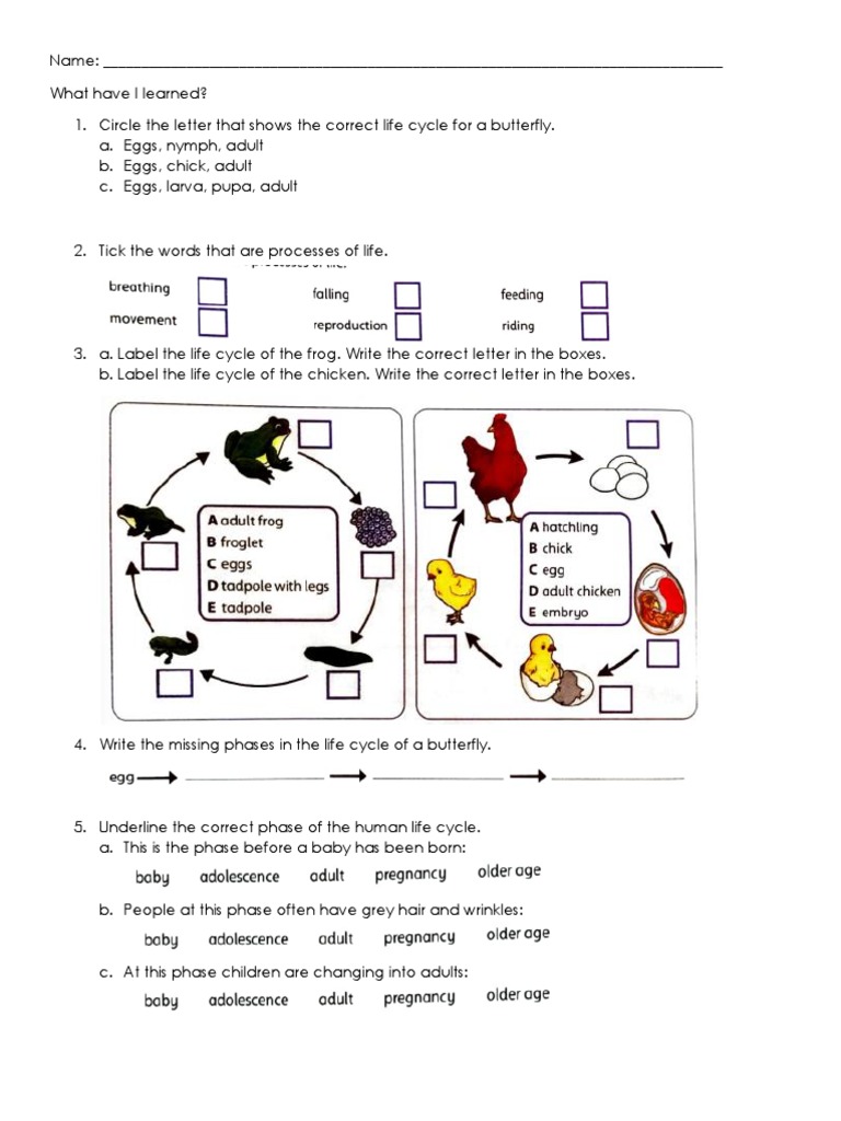 P5 Life Cycles | PDF
