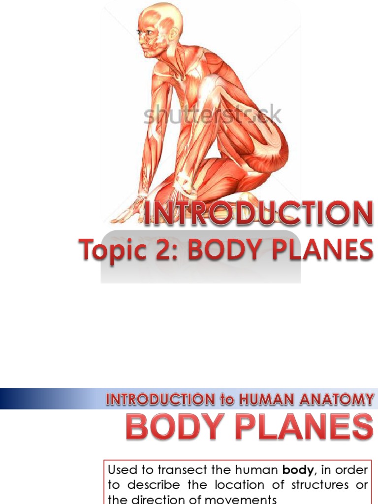 Topic 1 - Body Planes | PDF | Anatomical Terms Of Motion | Abdomen