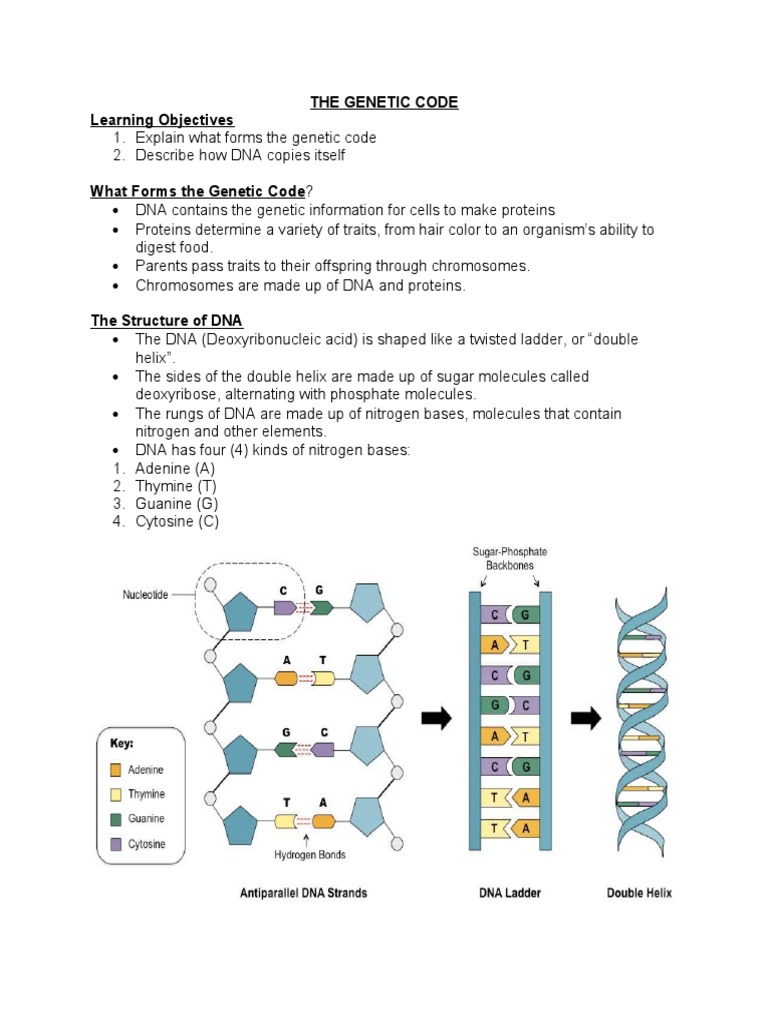 THE GENETIC CODE - GR 7 Lesson Notes | PDF | Dna | Genetics