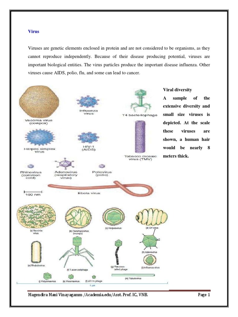 Virus Structure Classification | PDF | Virus | Retrovirus