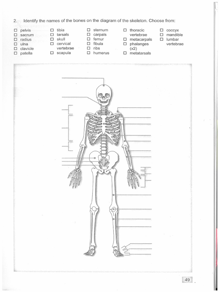 Skeletal System | PDF