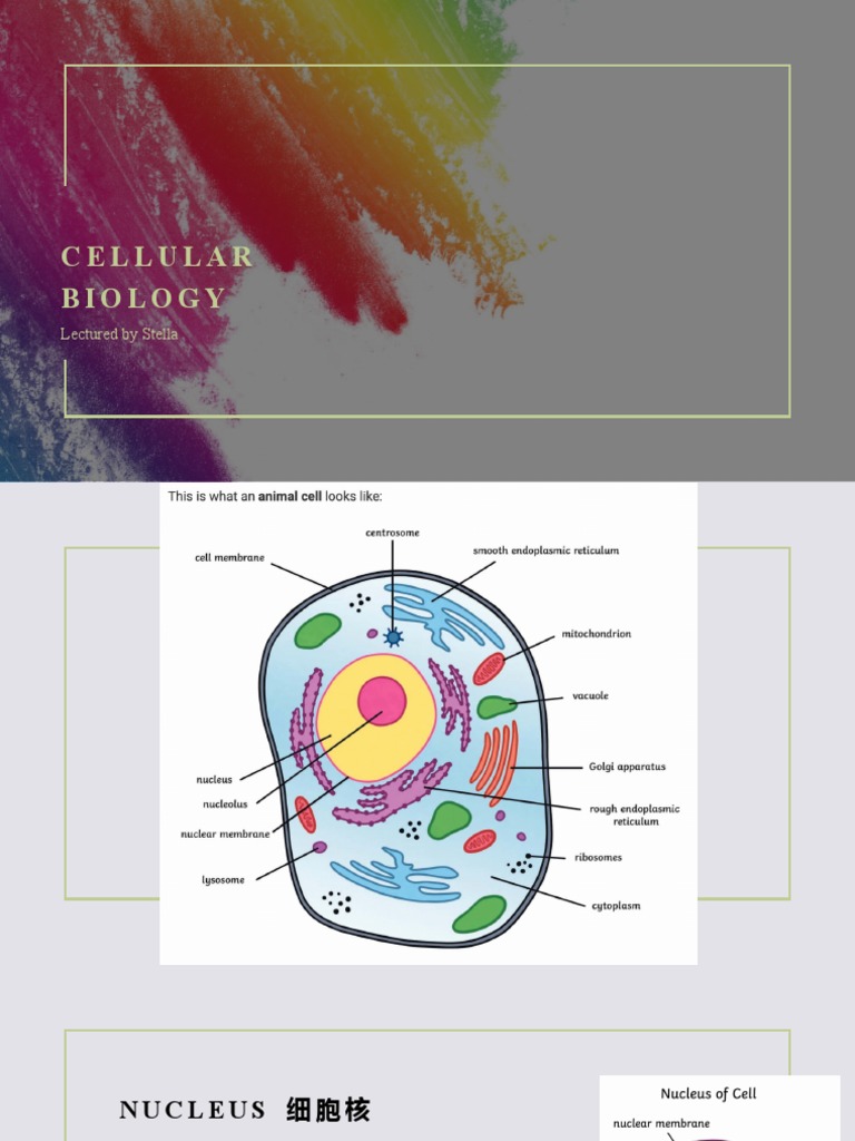 Key Components of Cellular Biology | PDF