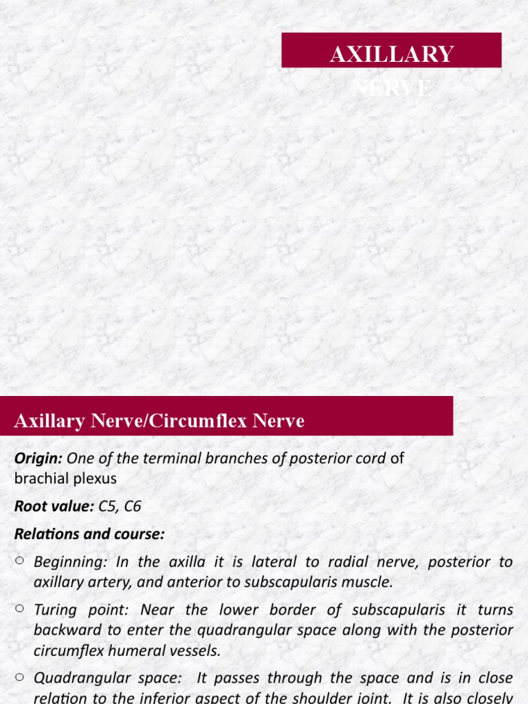 Axillary Nerve Anatomy and Function | PDF | Science & Mathematics