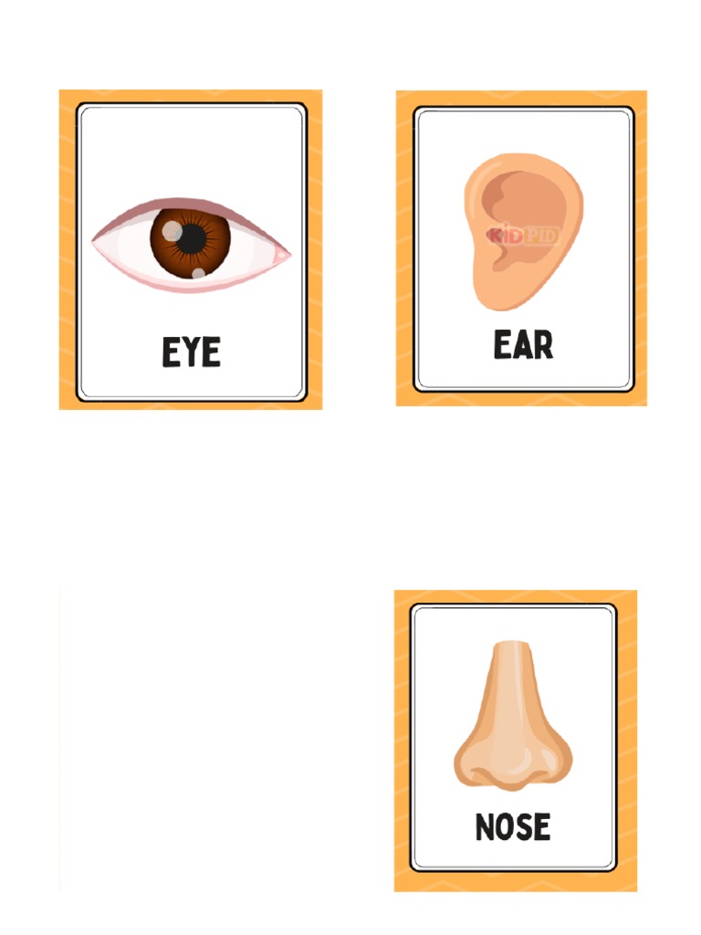 Parts of The Face | PDF