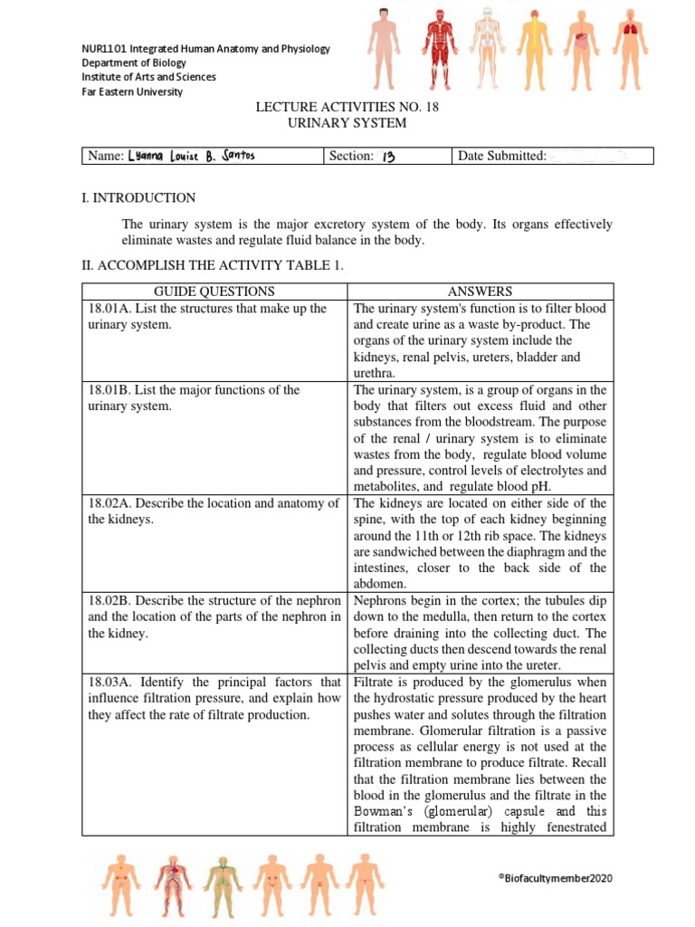 Lec 18 | PDF | Urinary System | Kidney