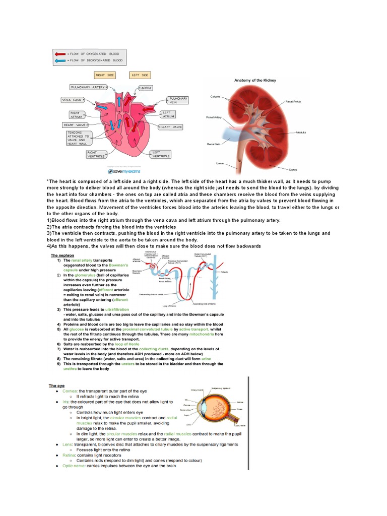 Bio Diagram | PDF
