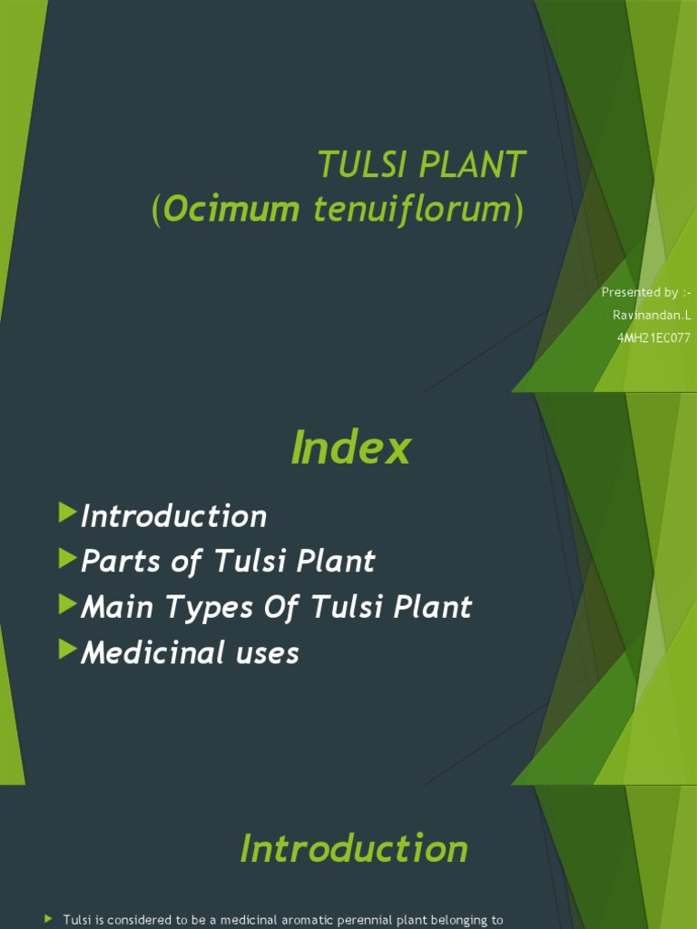 Tulsi Plant | PDF