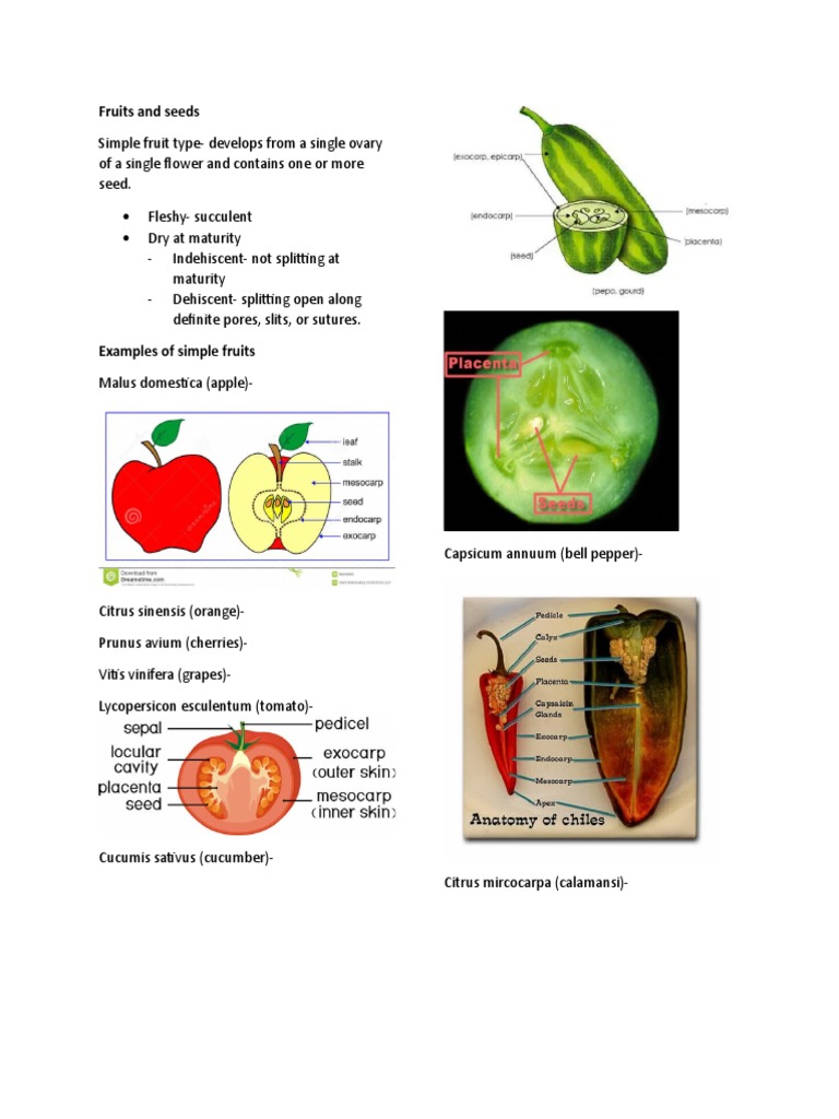 Fruits and Seeds | PDF | Home & Garden